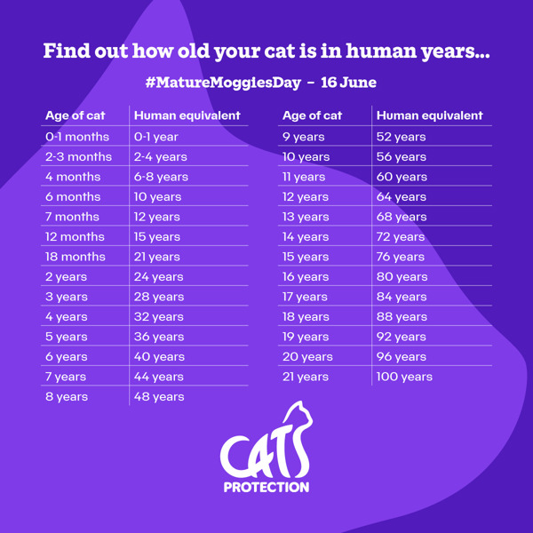 Caring for Elderly Cats | Help & Advice | Cats Protection