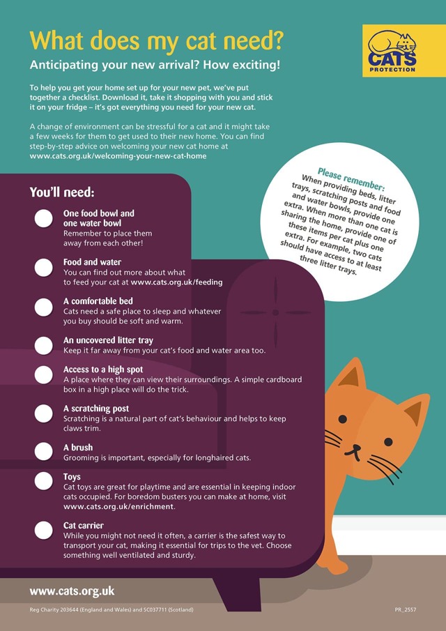 Adopting a Cat - What You Need to Know | Cats Protection