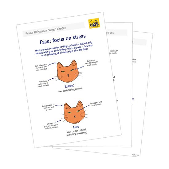 Cat Body Language | Cat Behaviour Help & Advice
