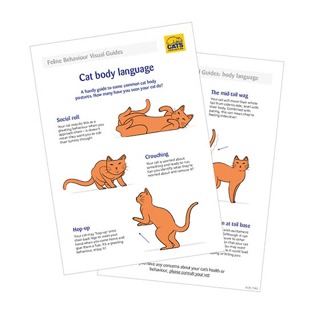 Cat Body Language | Cat Behaviour Help & Advice