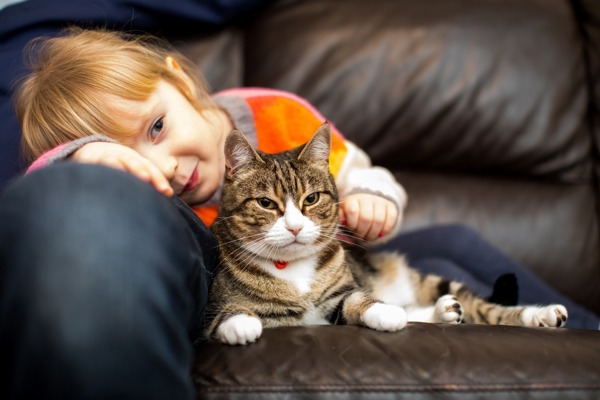 Choosing the Right Cat For You | Cats Protection