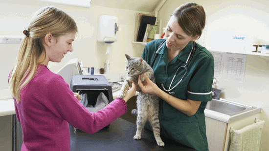 Pre-pubertal neutering | Help and advice | Cats Protection