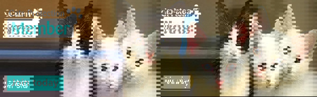 Become a member | Support us by joining Cats Protection