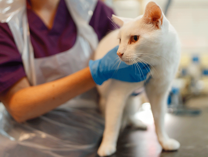 Neutering and Spaying | What We Do | Cats Protection