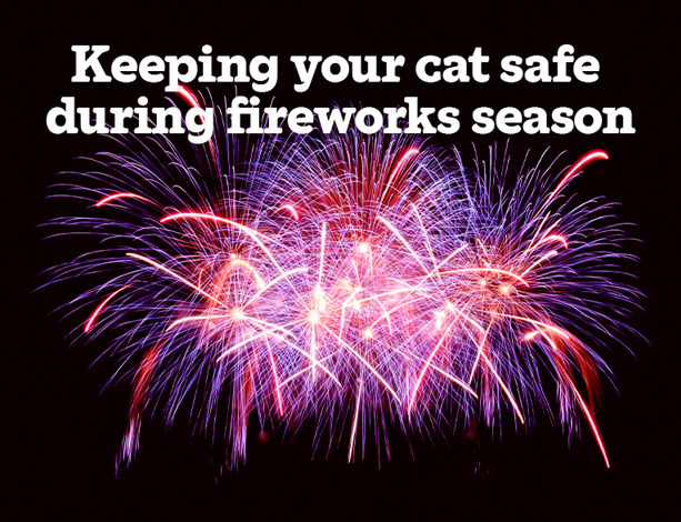 Get involved | Cats Protection