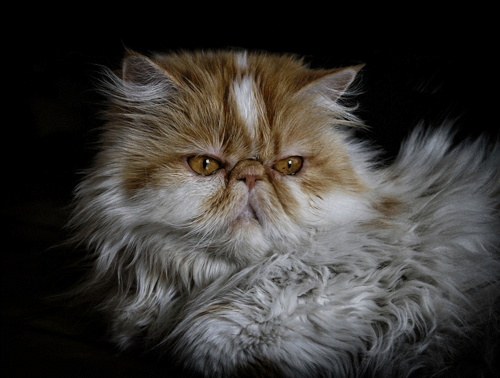 Extreme traits | Advice | Cats Protection