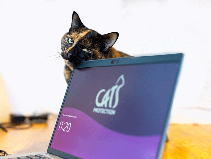 Adopt a cat | Find a cat to adopt | Cats Protection